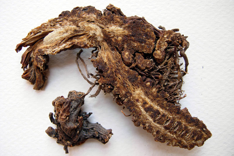 Нотоптеригиума корневище или корень